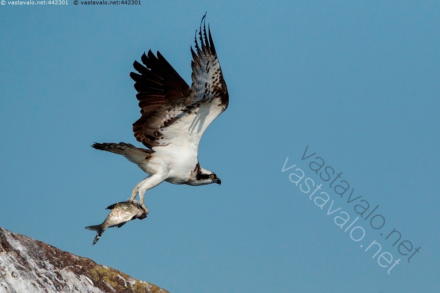 Kuva: Sääksi - Pandion haliaetus kalasääski petolintu saalis kala lento ...