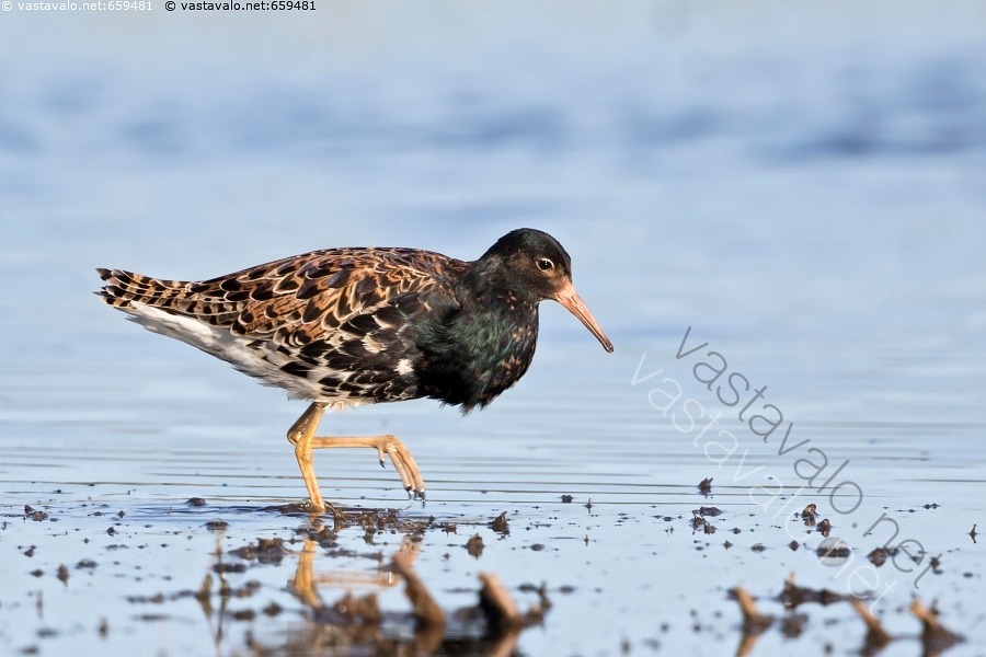 Kuva: Suokukko - Calidris pugnax koiras kahlaaja kahlata vesi ranta ...
