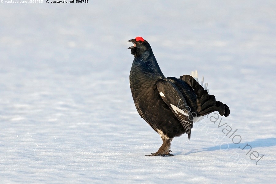 Kuva: Teeri - Lyrurus tetrix koiras metsäkana metsäkanat kanalintu ...