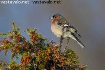 Kuva: Peippo peseytyy - peippo peipponen Fringilla coelebs pesulla ...