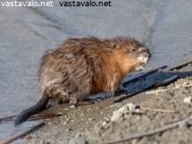 Kuva: Piisami - piisami Ondatra zibethicus myyrälaji vesirotta ...