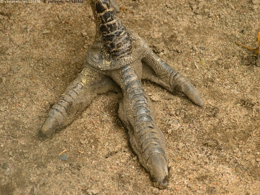 Kuva: Emun jalka - Emun jalka Emu Dromaius novaehollandiae Korkeasaari ...