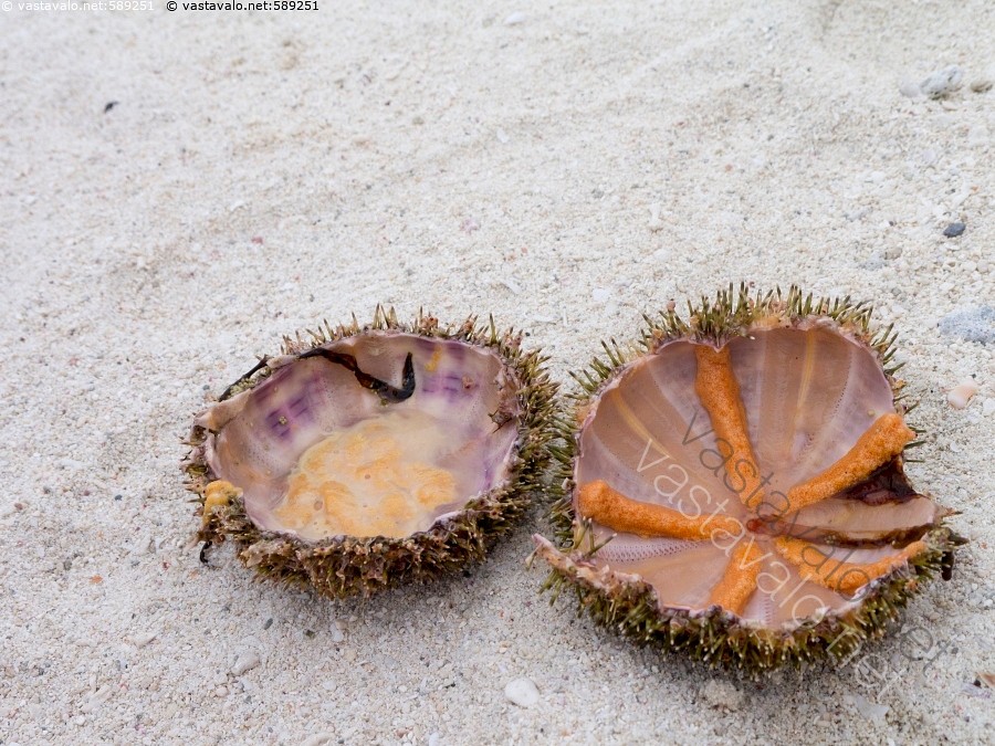 Kuva: Merisiili auki - merisiili auki syötävä ruoka merenelävä piikikäs ...