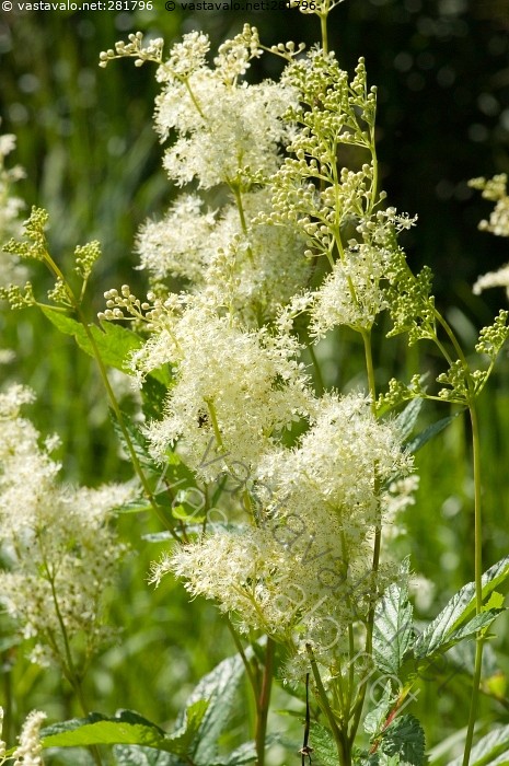 Kuva: Mesiangervo - angervot aurinkoista filipendula ulmaria kasvi kesä ...