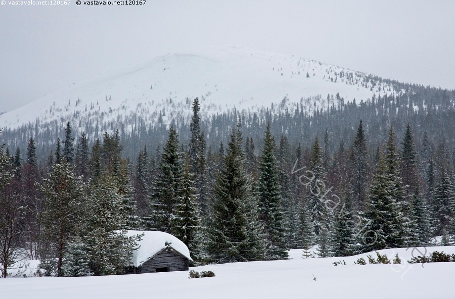 Kuva: Tunturi - lommoltunturi lappi talvi lumi lato kuusi kynttiläkuusi ...