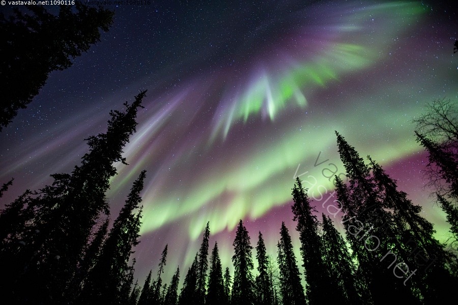 Kuva: Revontulet - Revontulet metsä puu kuusi ilta talvi pimeä ...