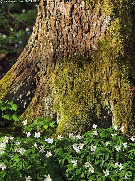Kuva: Sammaloitunut haapa - haapa iso suuri vanha runko tyvi puu ...
