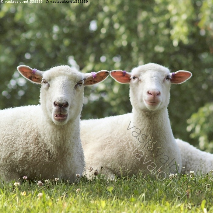 Kuva: Lampaat laitumella - lammas lampaat kaksi Dorset keritty kerityt ...
