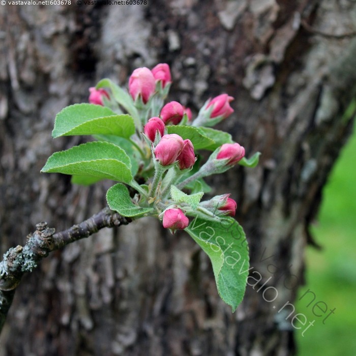 Kuva: Omenapuun nuppu - omenapuu omenapuun kukinto oksa punainen ...