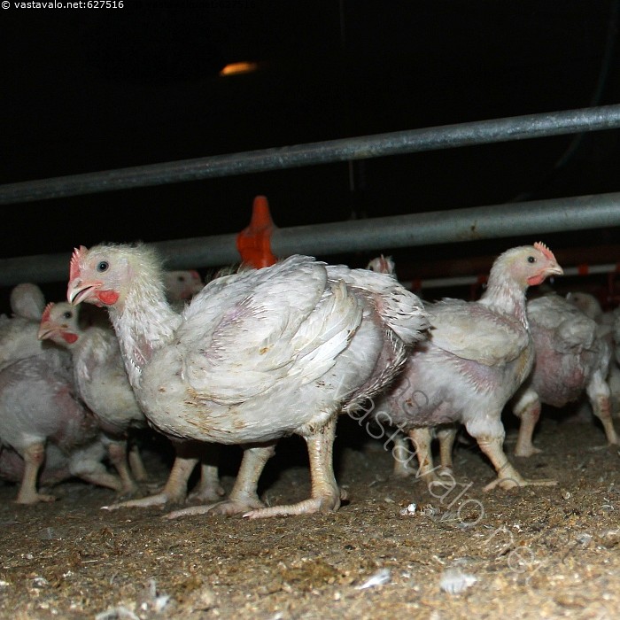Kuva: Broilerit kasvattamossa - broileri tuotantoeläin lintu ...
