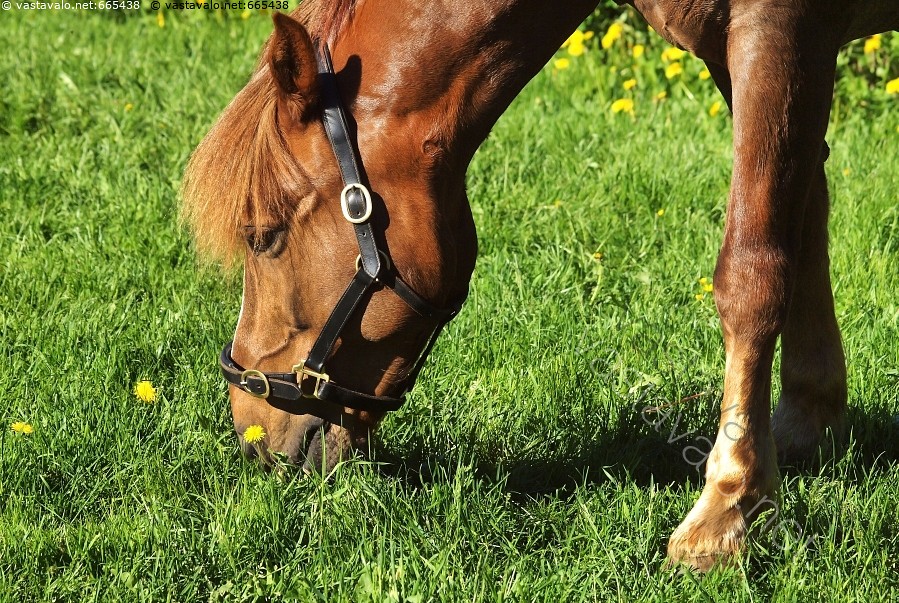 Kuva: Hevonen laiduntaa - hevonen suomenhevonen ruuna rautias päitset ...