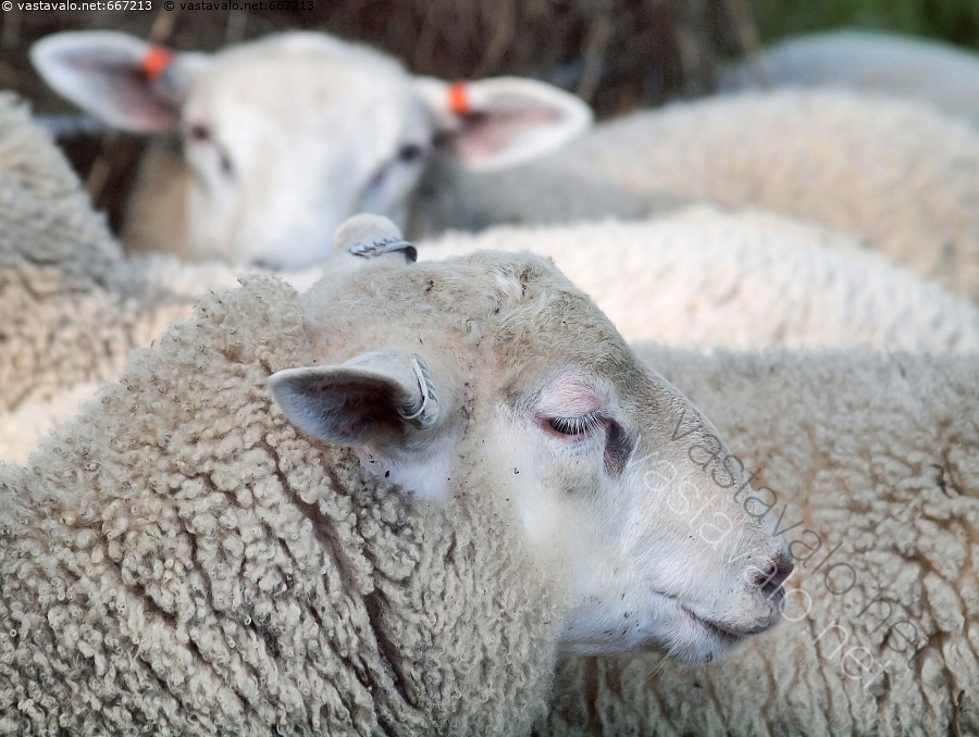Kuva: Lampaat - lammas lampaat pässi pässit karitsa karitsat lammasrotu ...