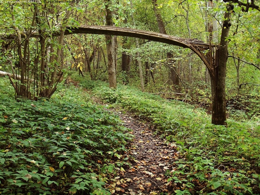 Kuva: Metsäpolku - polku metsä lehto lehtimetsä haapa runko myrskytuho ...