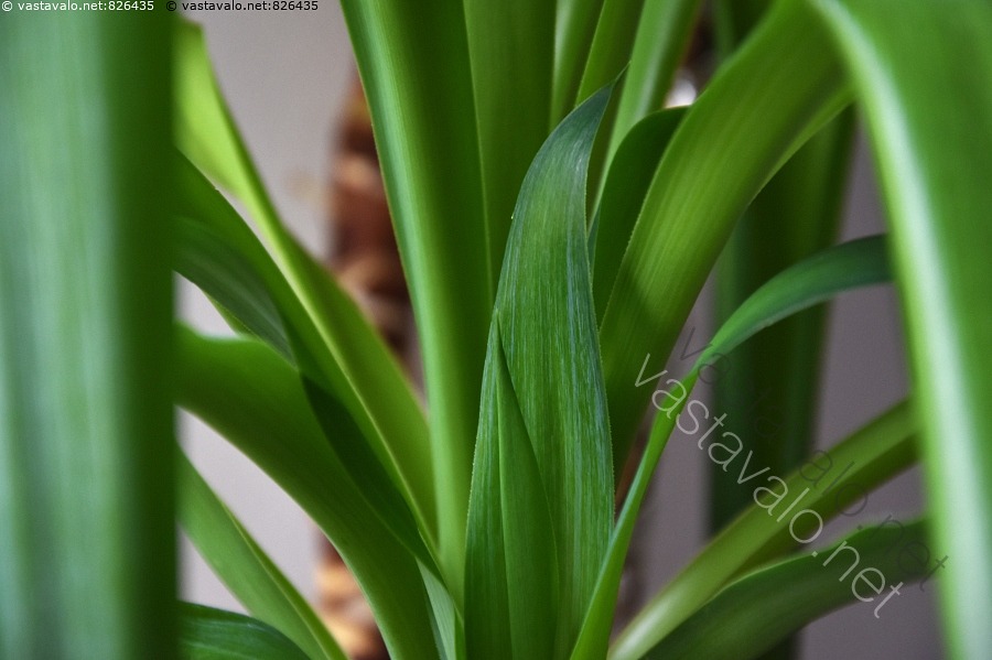 Kuva: Jukkapalmu - Yucca elephantipes jukka jukkapalmu kiiltojukka ...