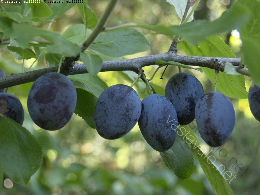 Kuva: Luumupuun satoa - koti piha puutarha kesä luumu luumut luumupuu ...