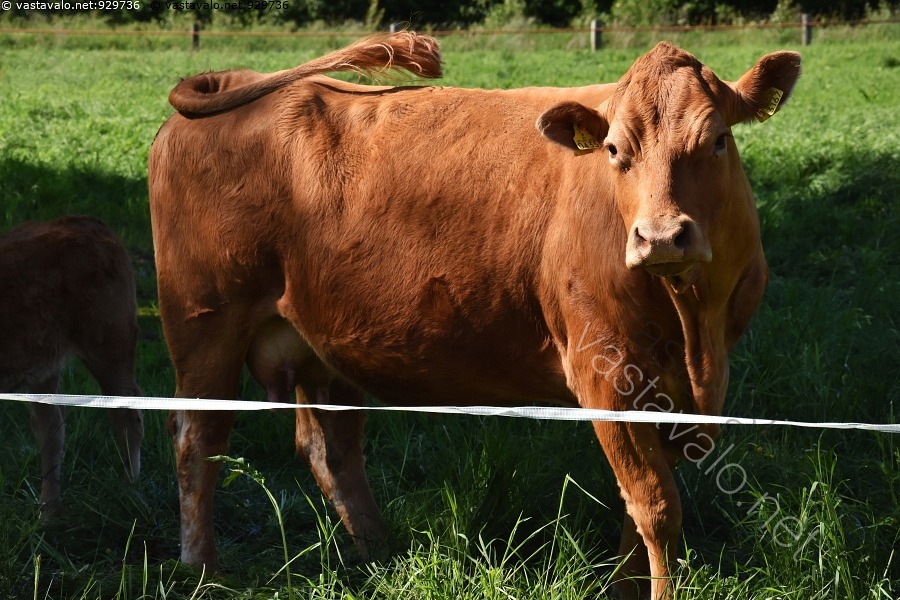 Kuva: Limousin emolehmä - emolehmä itseuudistuva lihakarja limousin ...