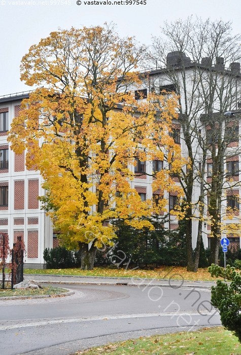 Kuva: Maisemapuu - vaahtera iso puu lehtipuu värikäs keltainen ruska ...