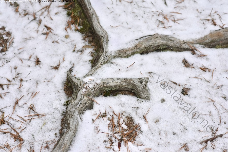 Kuva: Juuret - juuri juuret juuristo pintajuuret pintajuuri juurtunut ...