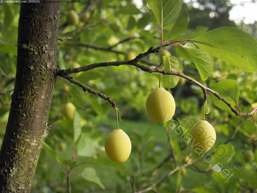 Kuva: Luumupuu - piha puutarha kesä luumu luumut luumupuu keltaluumu ...