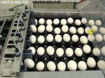 Kuva: Munat matkalla kennoihin - kana kanala elinkeino kananmuna muna ...