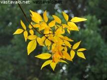 Kuva: Saarni - saarni Fraxinus excelsior puu puut jalo lehtipuu ...