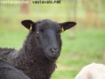 Kuva: Suomenlampaat - lammas lampaat suomenlammas korvat kesä laidun ...