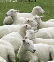 Kuva: Musta lammas - suomenlammas lammas uuhi musta villa sorkkaeläin ...