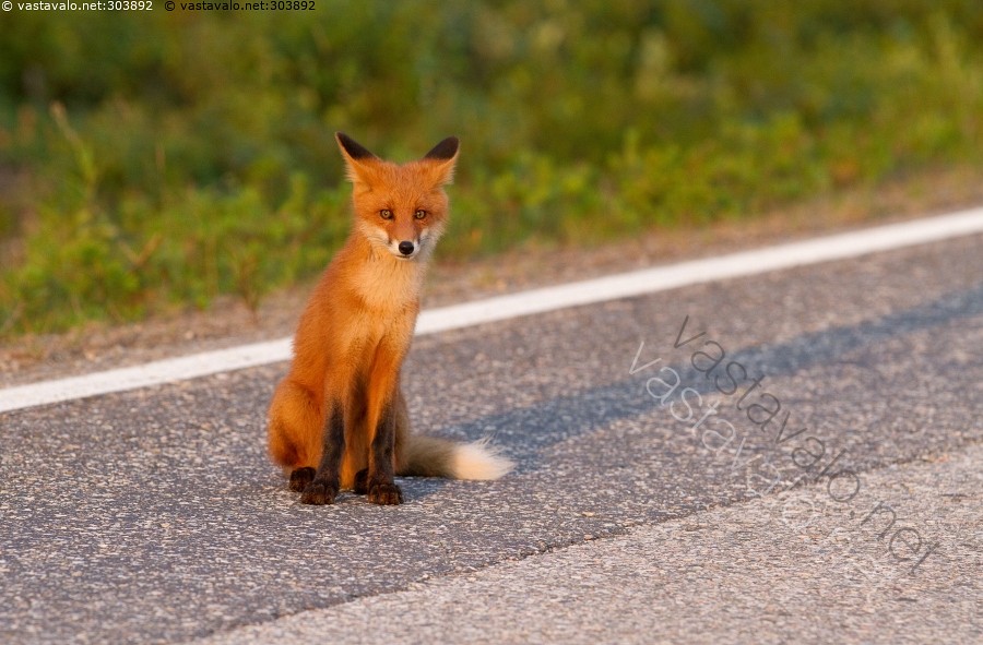 Kuva: Maantien Kettu - kettu punakettu puna vulpes canidae carnivora ...