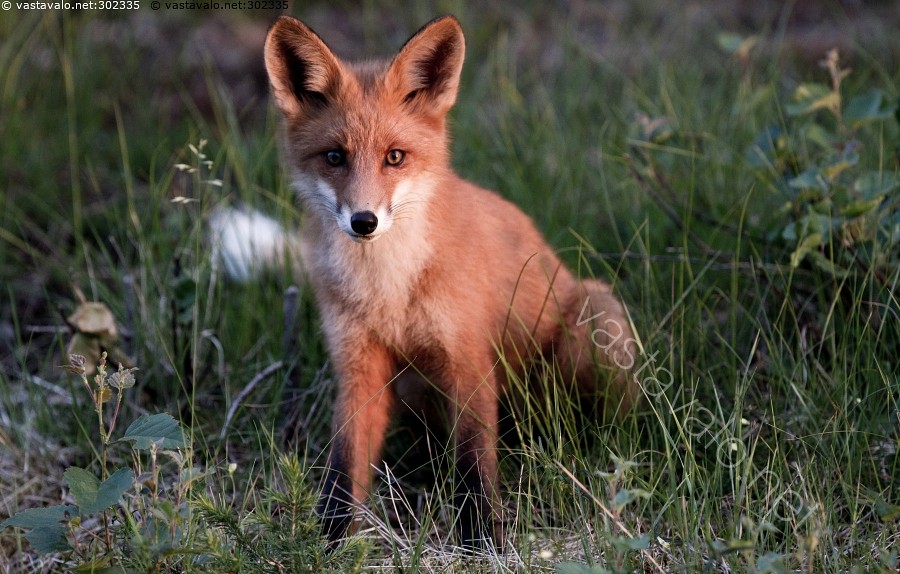 Kuva: Kettu - kettu punakettu puna vulpes canidae carnivora koiraeläin ...