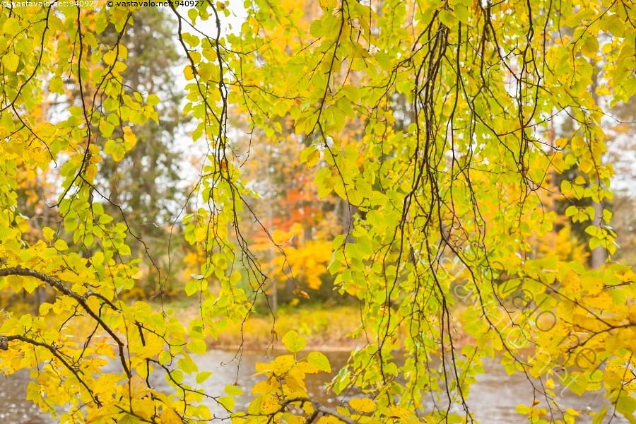 Kuva: Syksyinen koivu - koivu Betula syksy ruska keltainen keltaiset ...