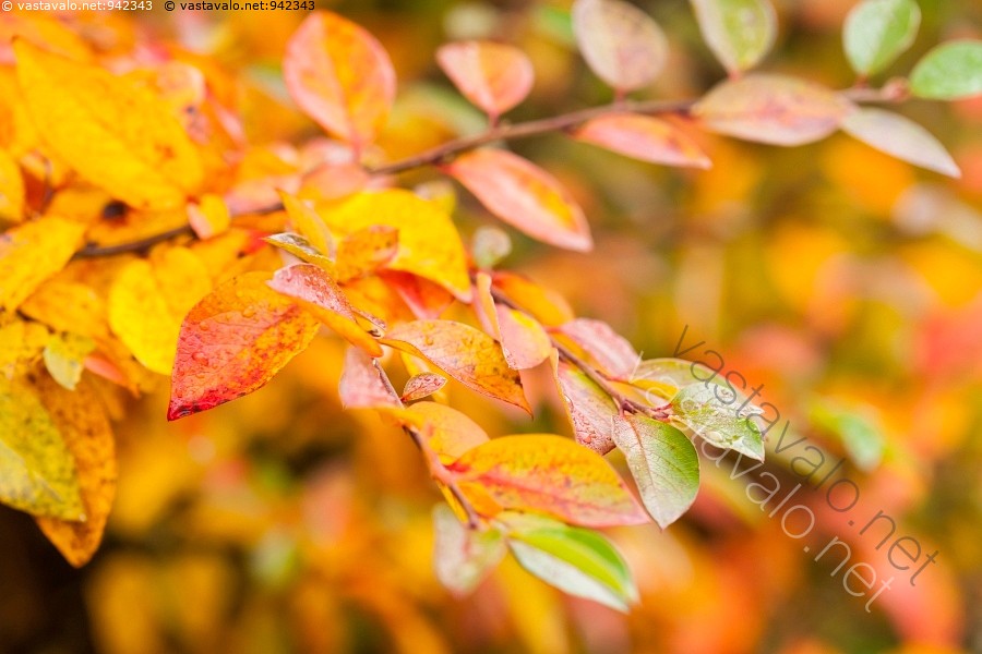 Kuva: Syksyn hehkua - aronia syksy ruska lehti lehdet oranssi keltainen ...