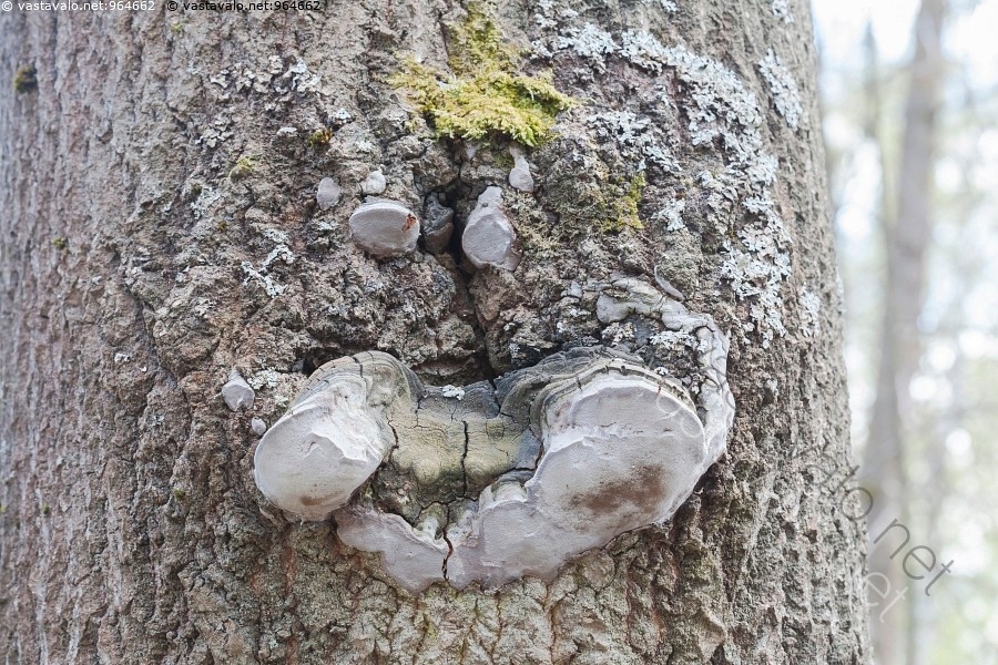 Kuva: Kasvoja muistuttava kääpä - haavankääpä Phellinus tremulae harmaa ...