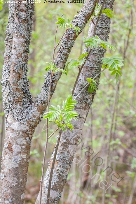 Kuva: Kevät lehtometsässä - pihlaja Sorbus aucuparia parilehdykkäinen ...