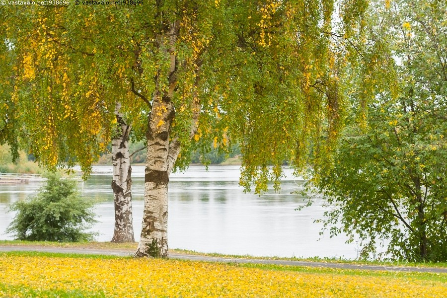 Kuva: Syksyisellä rannalla - koivu koivut Betula pendula rauduskoivu ...