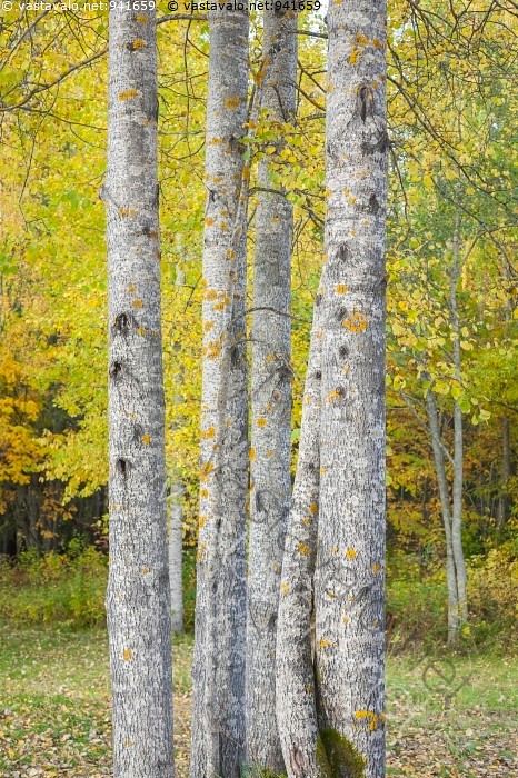 Kuva: Haapametsässä - haapa haavat Populus tremula runko rungot harmaa ...