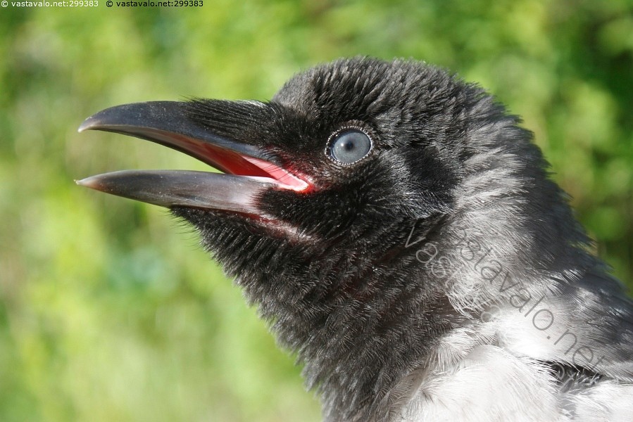 Kuva: Varis - varis poikanen variksenpoikanen Corvus corone cornix ...