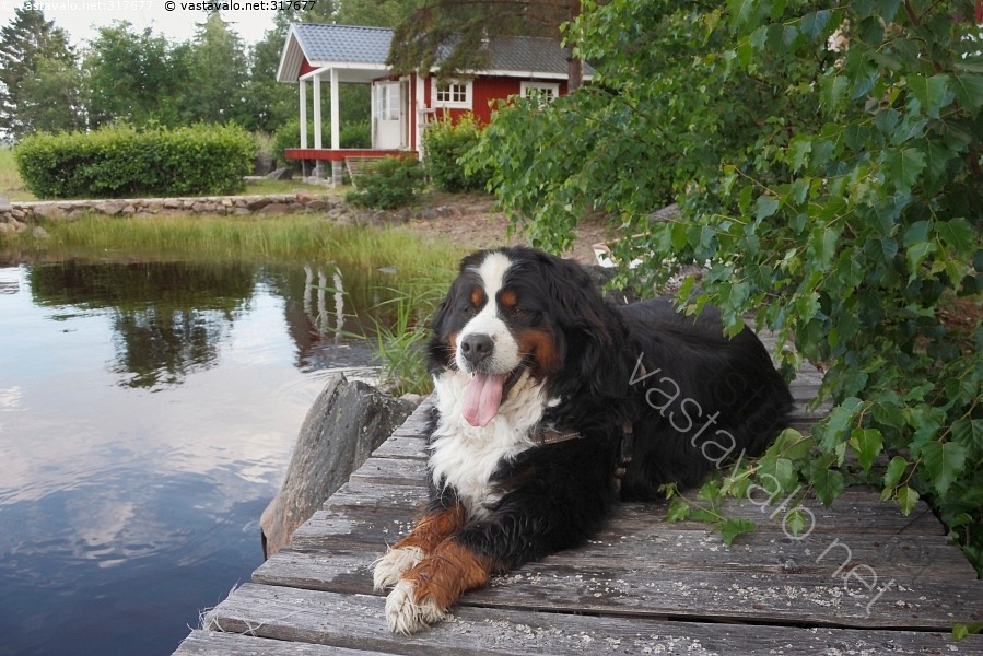 Kuva: Lomailu - koira Berner sennen berni berninpaimenkoira paimenkoira ...