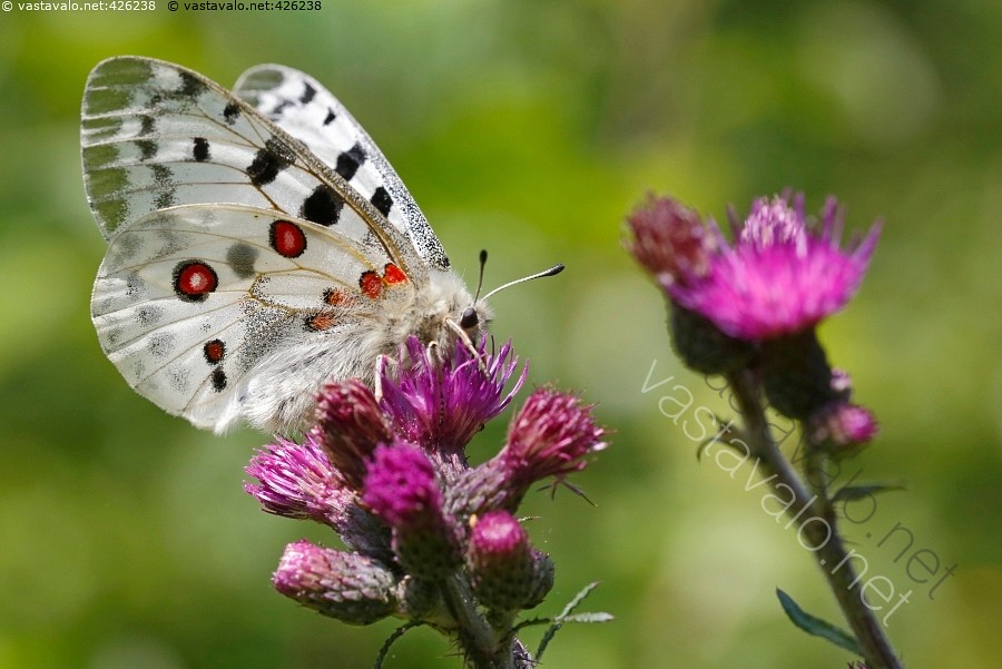 Kuva: Ruokaileva apollo - apollo Parnassius isoapollo perhonen ...