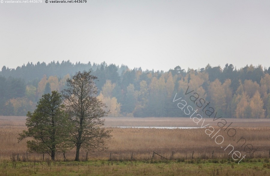 Kuva: Syksyn harmautta - puu metsä vesi kaislikko aita synkkä harmaa ...