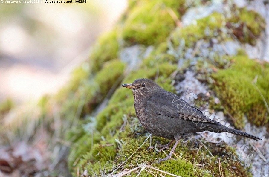 Kuva: Mustarastas naaras - Mustarastas Turdus merula varpuslintu rastas ...