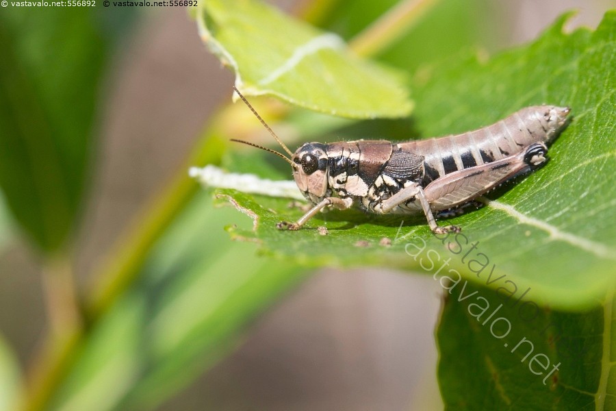 Kuva: Kangassirkka - Kangassirkka Podisma pedestris heinäsirkat acridae ...