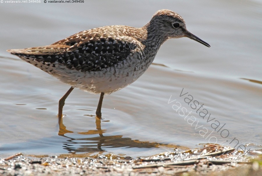 Kuva: Liro - Liro Tringa glareola lintu kahlaaja viklo rantalintu ...