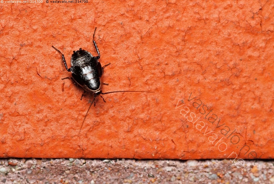 Kuva: Nuori metsätorakka - Metsätorakka Ectobius sylvestris torakka ...