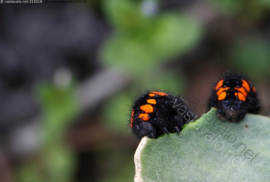 Kuva: Apollontoukka ruokailemassa - Apollo Isoapollo Apolloperhonen ...