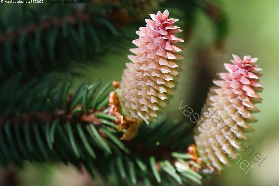 Kuva: Kukkiva kuusi - kuusi metsäkuusi Picea abies puu havupuu ...