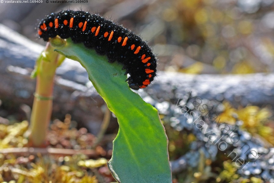 Kuva: apollon toukka 3 - Apollo Parnassius apollo perhonen ...