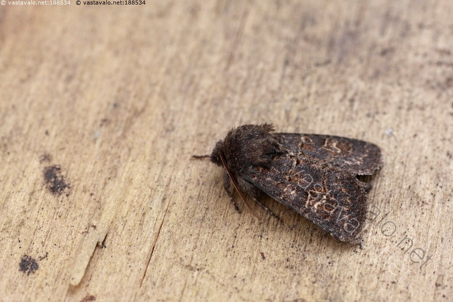 Kuva: mustaeloyökkönen - mustaeloyökkönen Tholera cespitis yökkönen ...