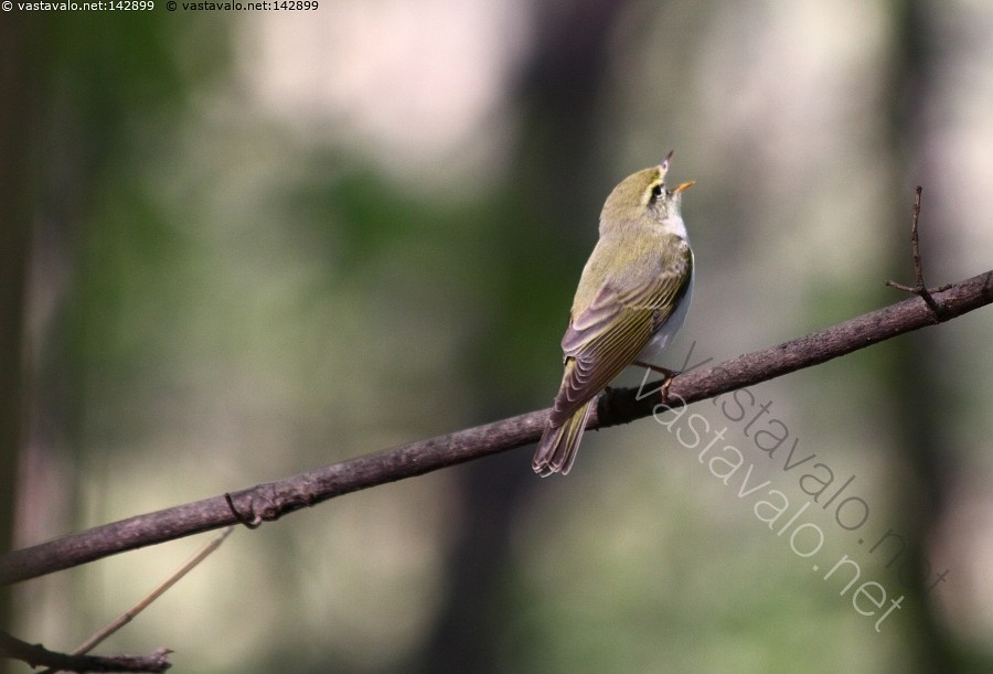 Kuva: pajulintu - Phylloscopus trochilus pajulintu pikkulintu lintu ...