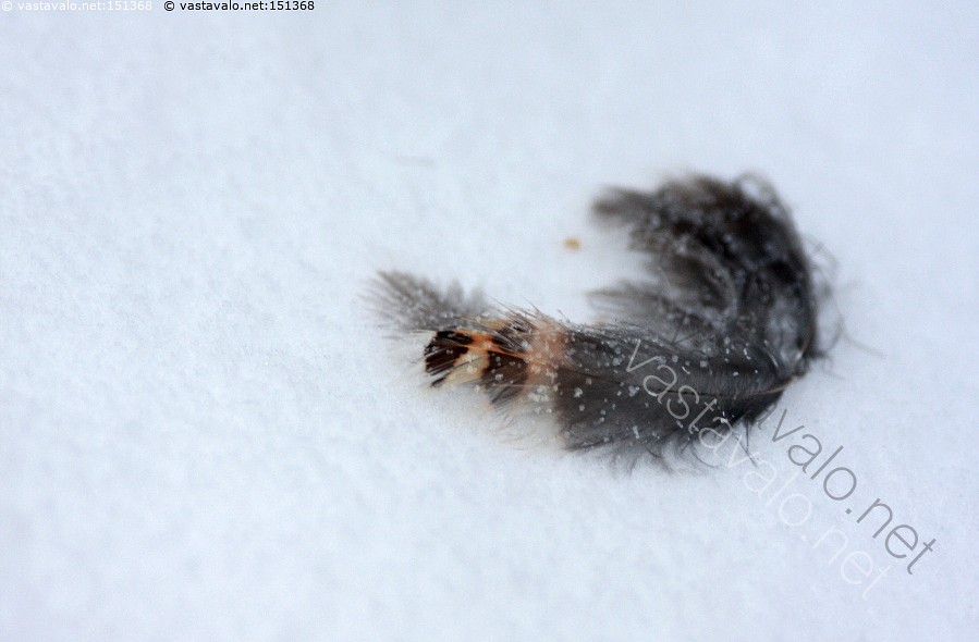 Kuva: saalis - pyy Tetrastes bonasia Bonasa lintu höyhen kanalintu ...