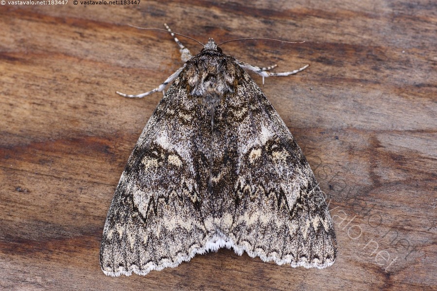 Kuva: siniritariyökkönen 2 - Catocala fraxini hyönteinen perhonen ...